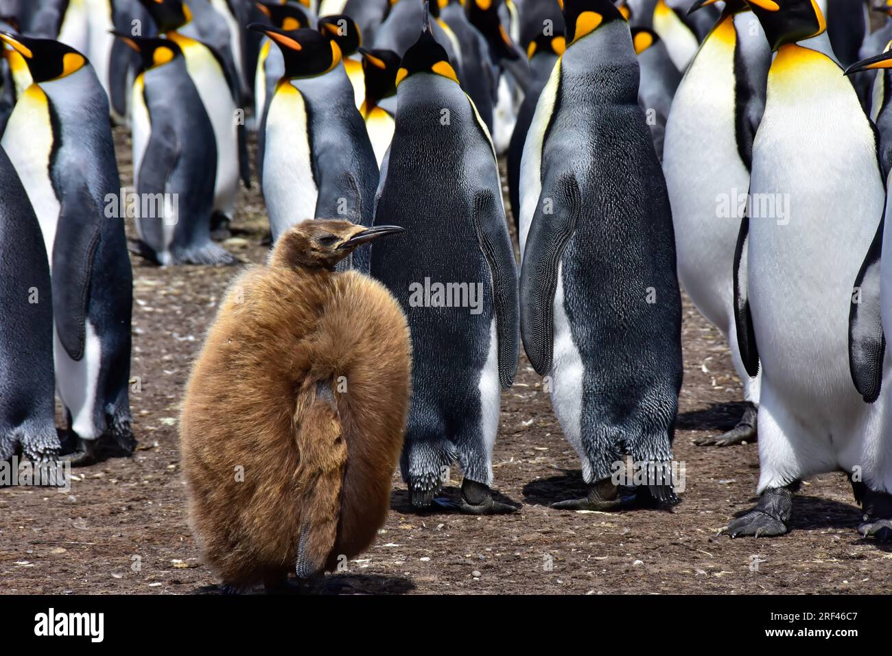 Fluffy penguin chick in a colony of king penguins Stock Photo - Alamy
