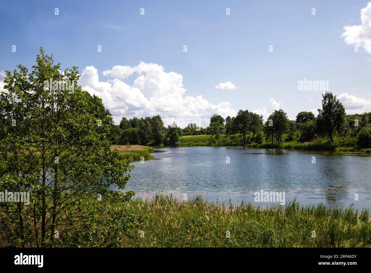 dirty water in a lake or river in the summer or spring season, wildlife ...