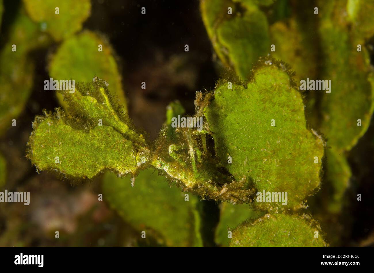 Halimeda Decorator Crab, Huenia heraldica, Epialtidae, Anilao ...