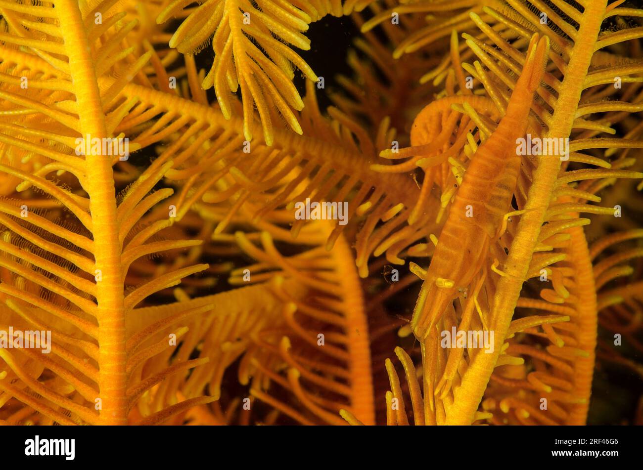 Ambon Crinoid Shrimp, Laomenes amboinensis, Palaemonidae, Anilao ...