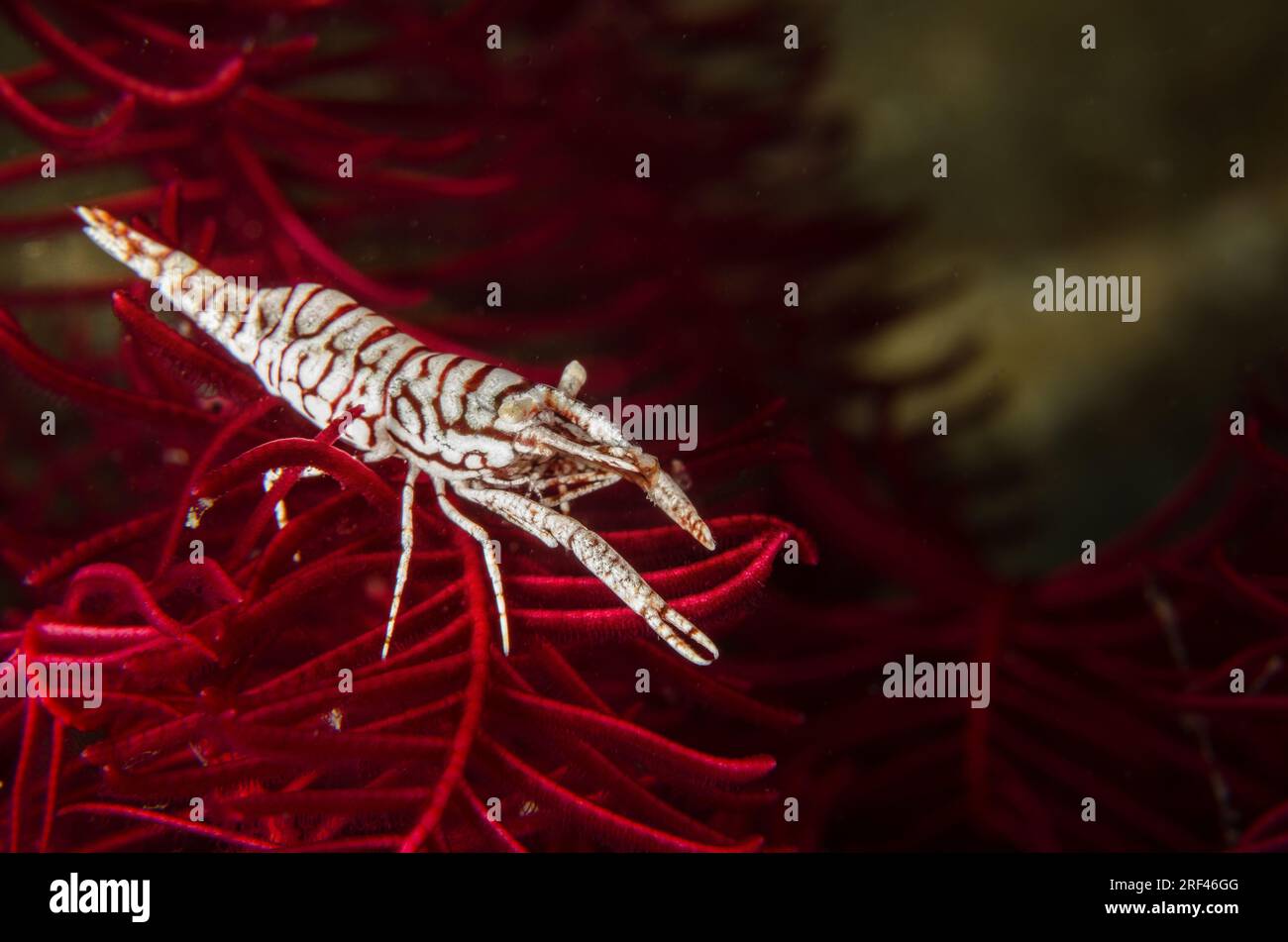 Pontoniine shrimp, Laomenes sp., Palaemonidae, Anilao, Philippines ...
