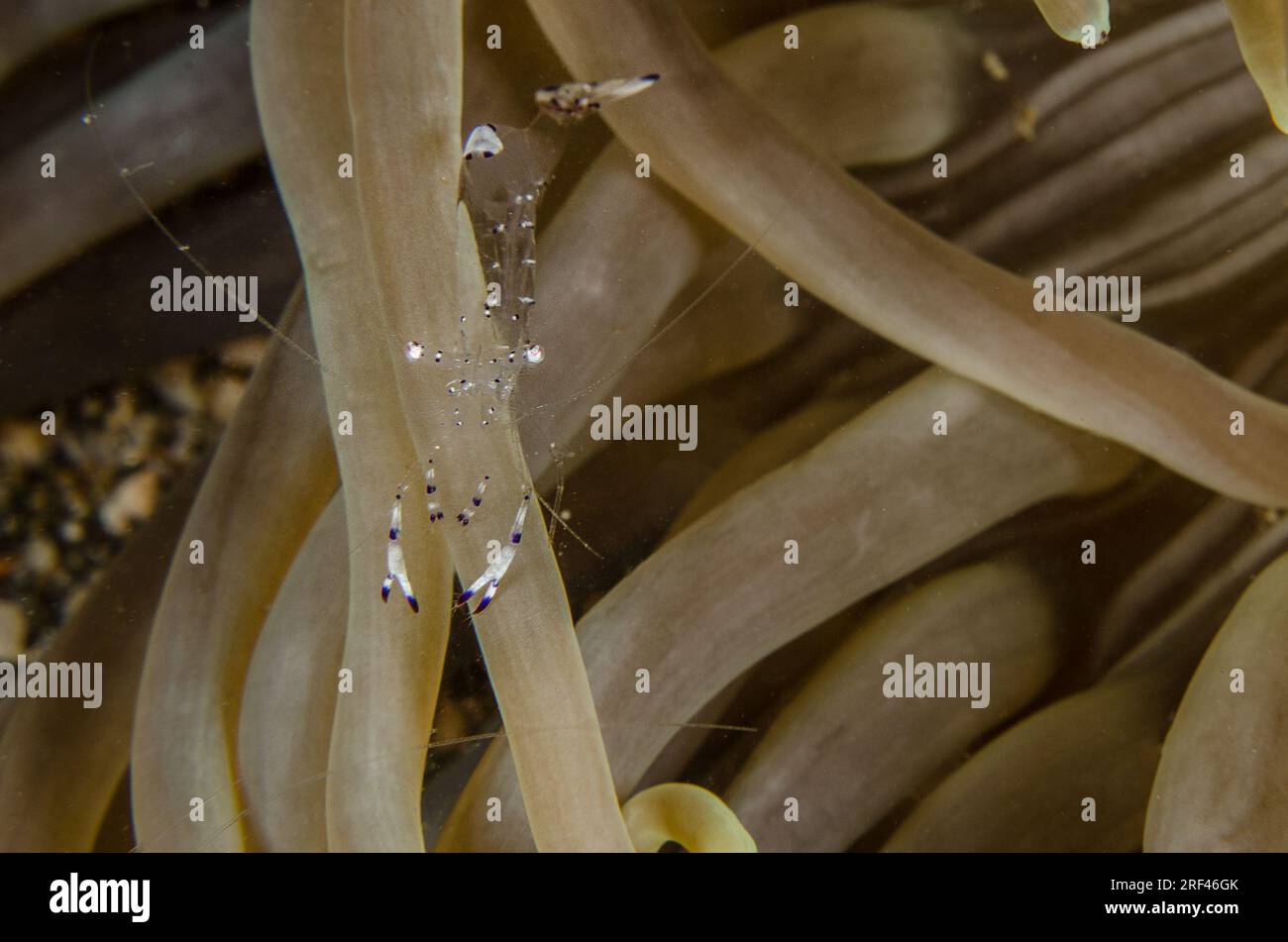 Magnificent anemone shrimp, Ancylomenes magnificus, Palaemonidae ...