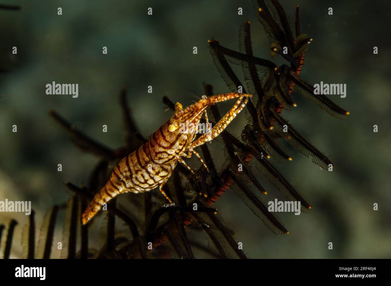 Leopard crinoid shrimp, Laomenes pardus, Palaemonidae, Anilao, Batangas ...