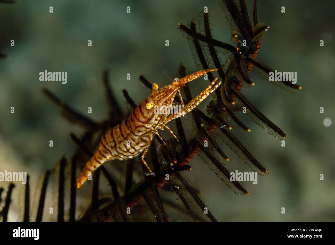 Leopard crinoid shrimp, Laomenes pardus, Palaemonidae, Anilao, Batangas ...