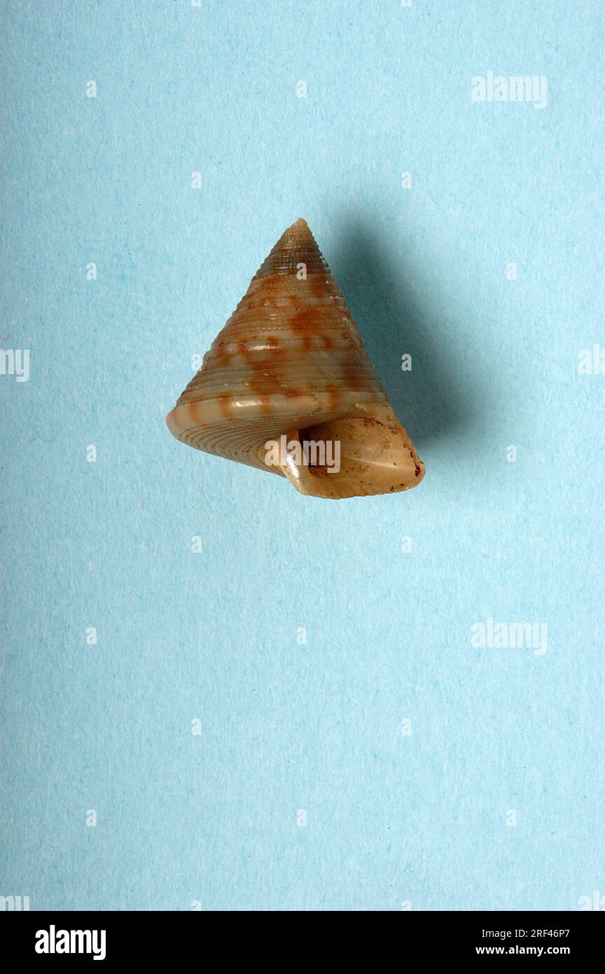 Calliostoma hi-res stock photography and images - Alamy