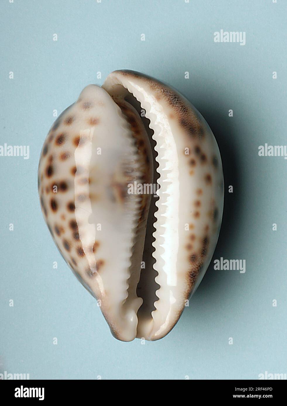 Cypraea tigris, Cypraeidae Stock Photo - Alamy