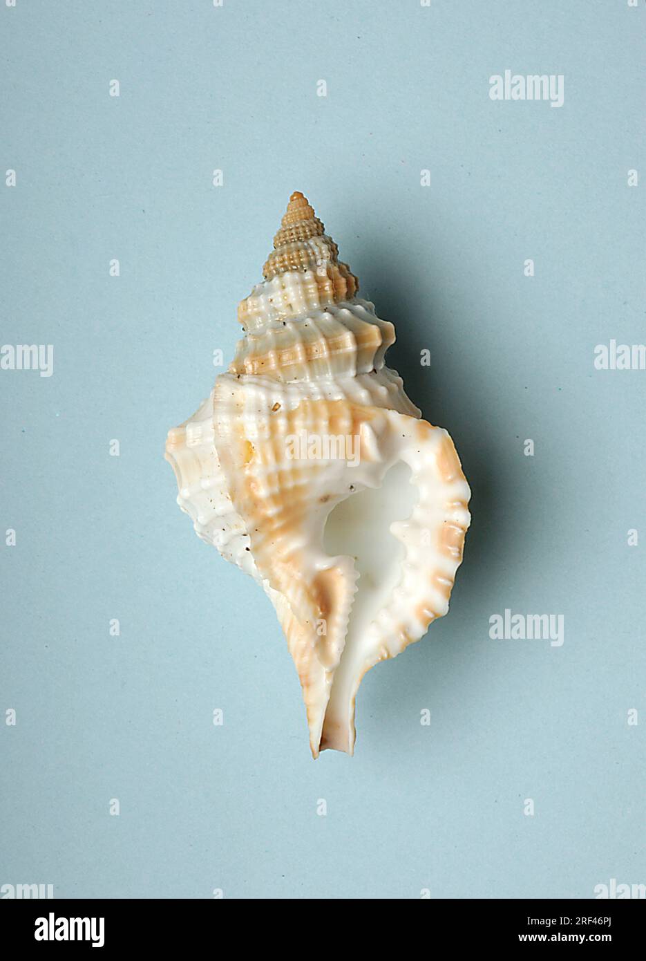 Personidae hi-res stock photography and images - Alamy