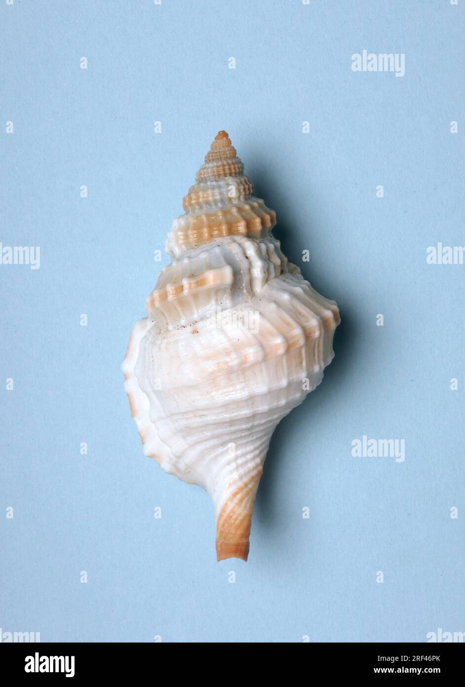 Distorsio hi-res stock photography and images - Alamy