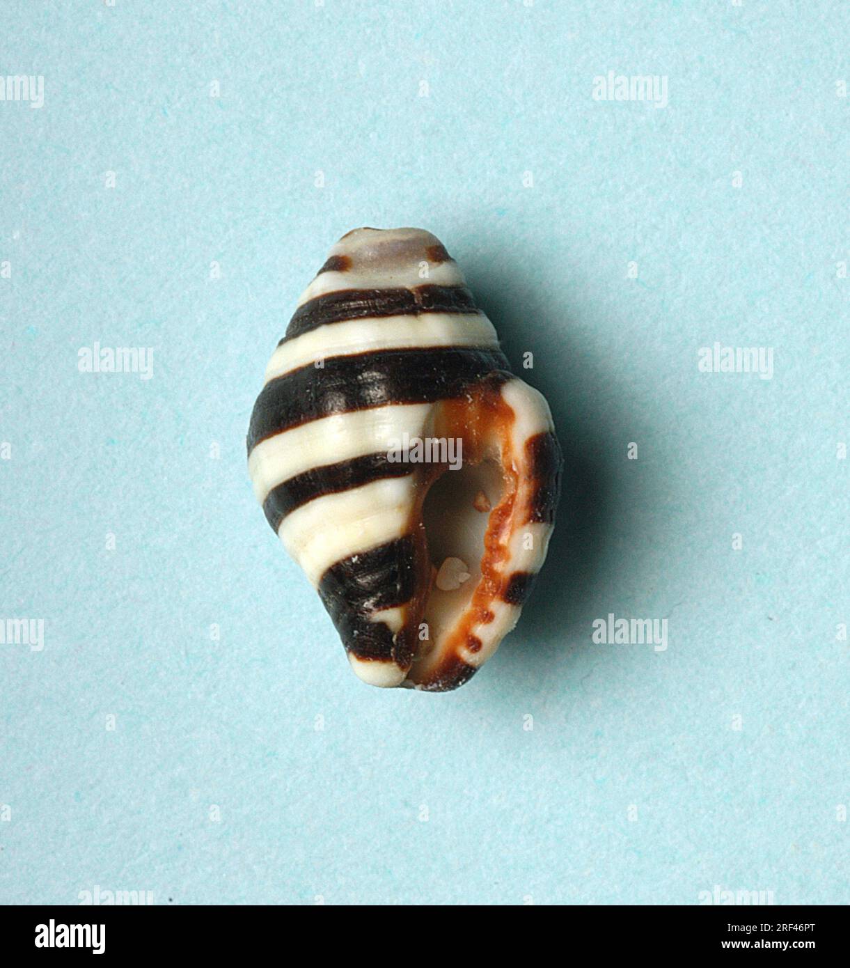 Engina mendicaria hi-res stock photography and images - Alamy