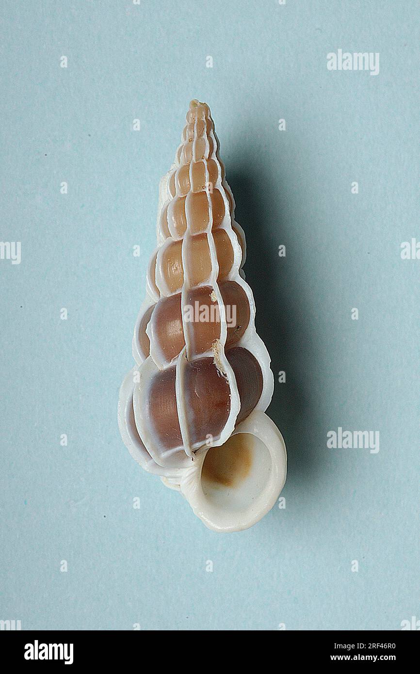 Epitonium hi-res stock photography and images - Alamy