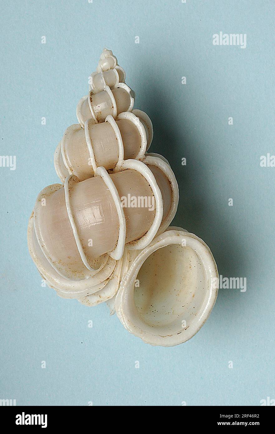 Epitonium scalare, Epitoniidae Stock Photo - Alamy