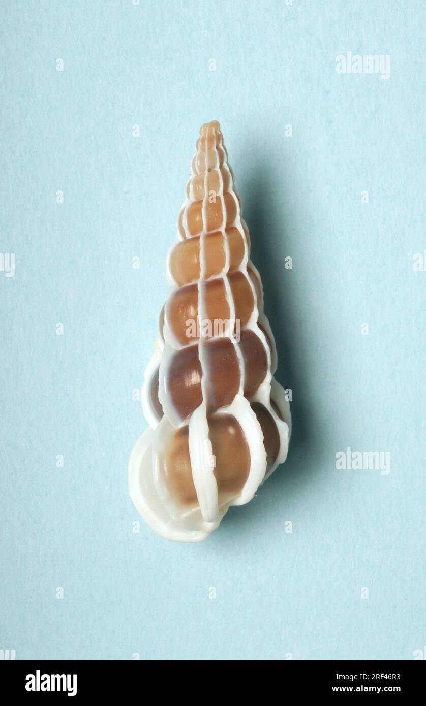 épitonium clathrus hi-res stock photography and images - Alamy