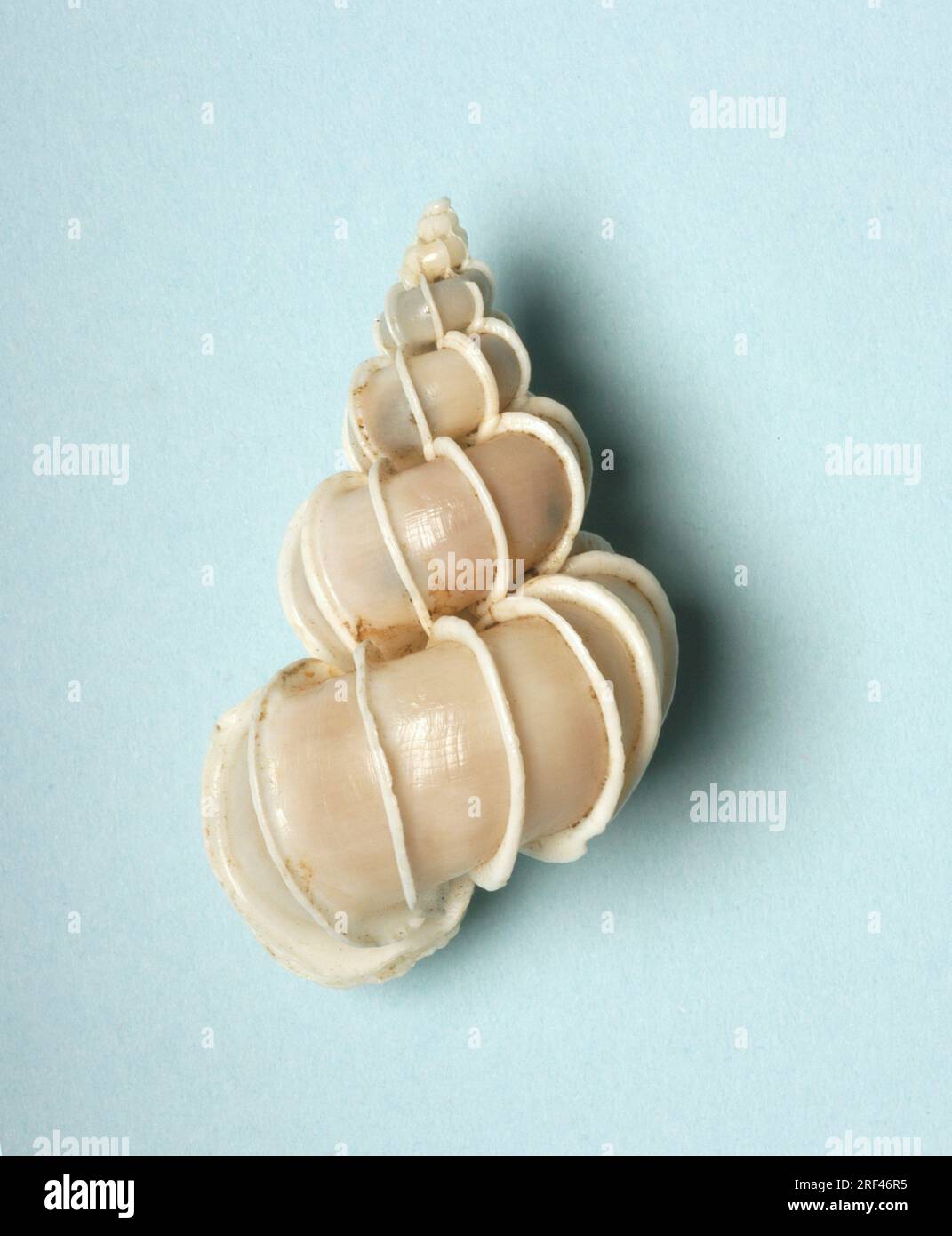 Epitonium scalare, Epitoniidae Stock Photo - Alamy