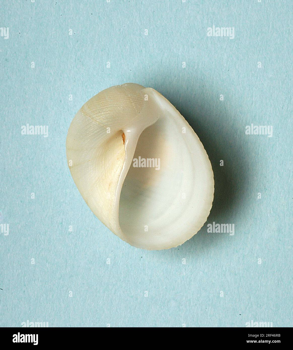 Papilla hi-res stock photography and images - Alamy