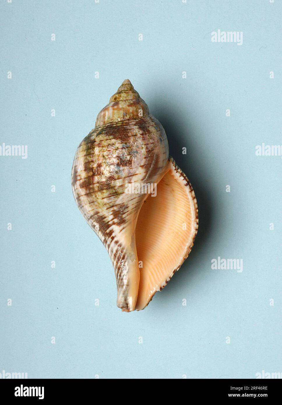 Fasciolaria lilium hi-res stock photography and images - Alamy