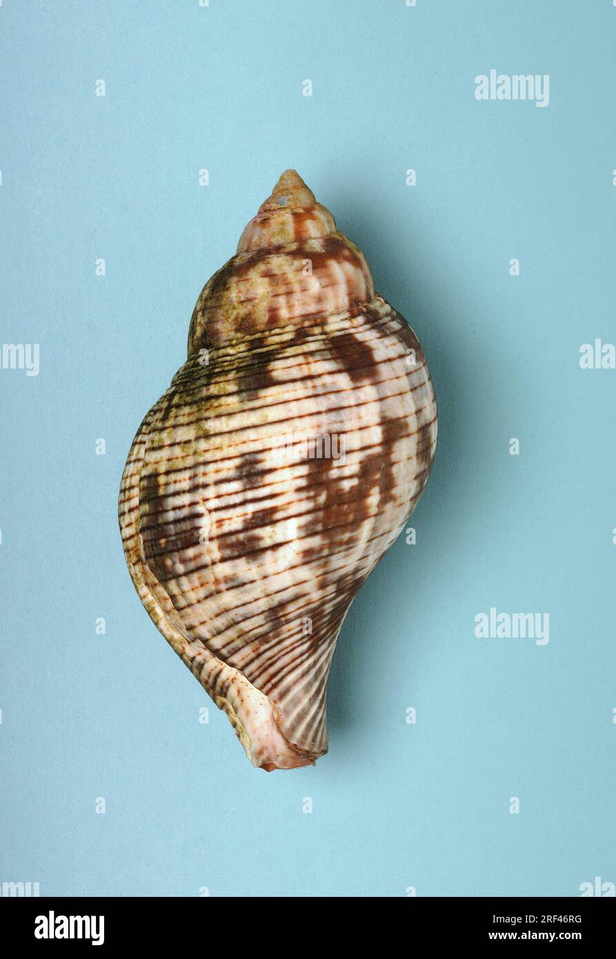 Cinctura (Fasciolaria) lilium, Fasciolariidae Stock Photo - Alamy