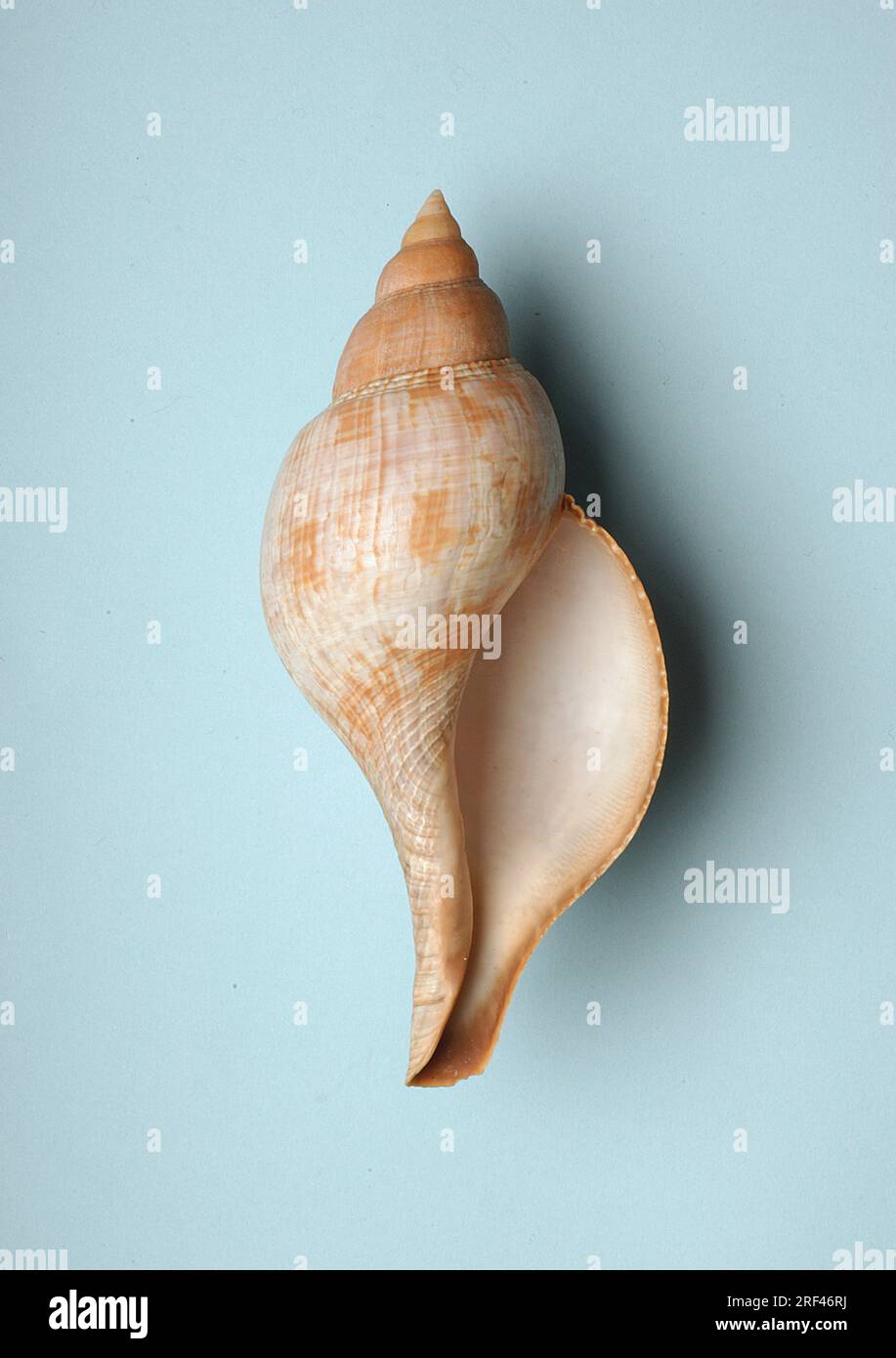 Fasciolariidae hi-res stock photography and images - Alamy