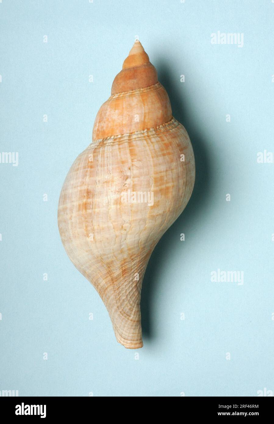 Fasciolariidae hi-res stock photography and images - Alamy