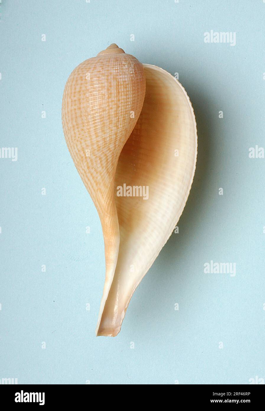 Ficus gracilis hi-res stock photography and images - Alamy