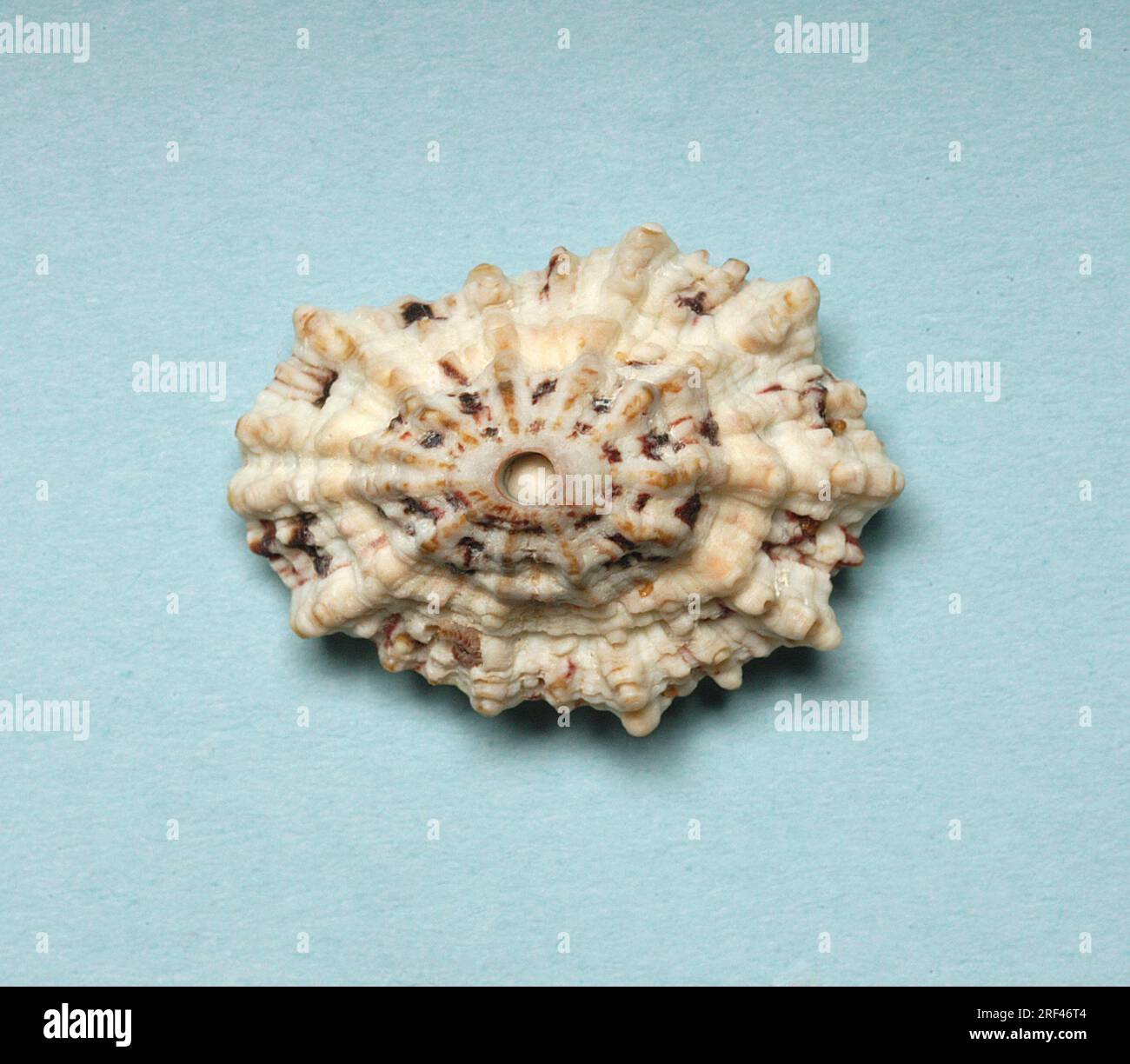 Fissurellidae hi-res stock photography and images - Alamy