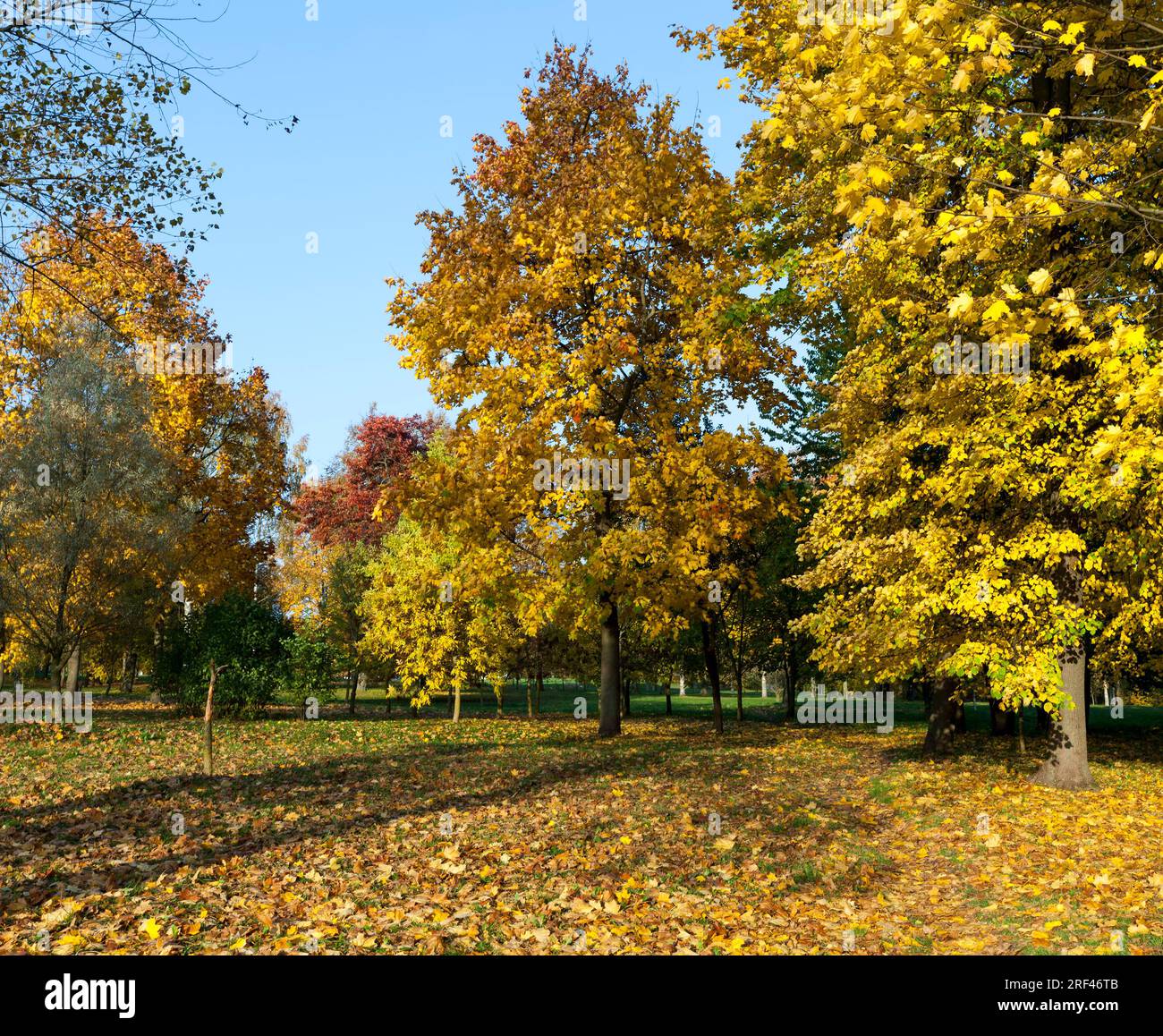 changing the color of maple in the autumn season, the foliage of the ...