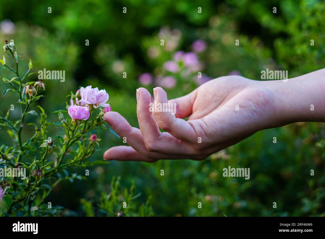 Hand woman touch white rose hi-res stock photography and images - Alamy