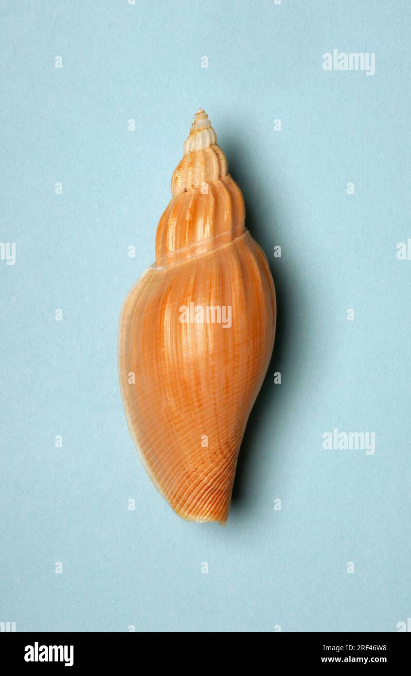 Mitridae hi-res stock photography and images - Alamy