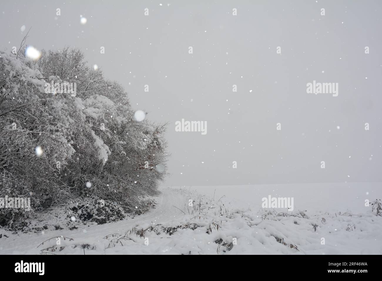 Landscape at winter time with a tree and a lot of snow when snowing ...