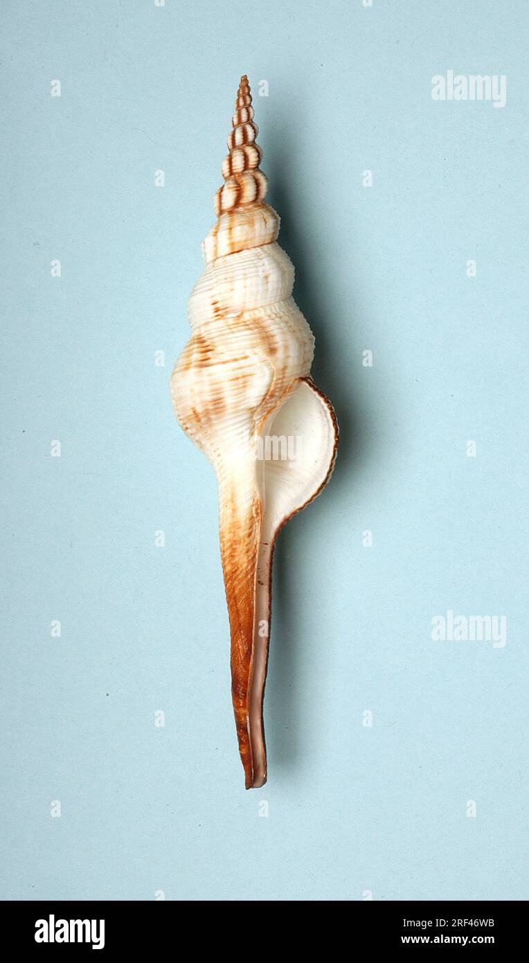 Fusinus colus, Fasciolariidae Stock Photo - Alamy