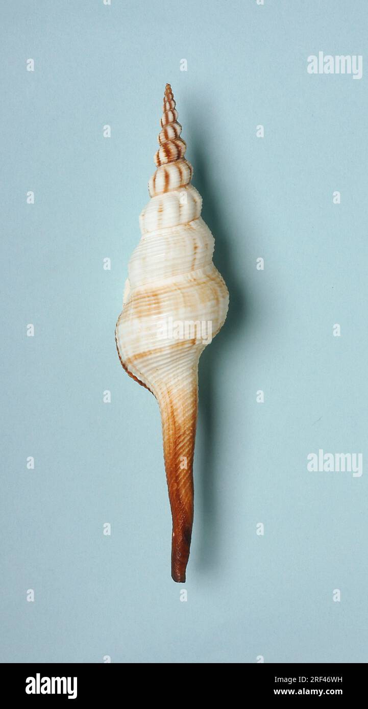 Fusinus colus, Fasciolariidae Stock Photo - Alamy