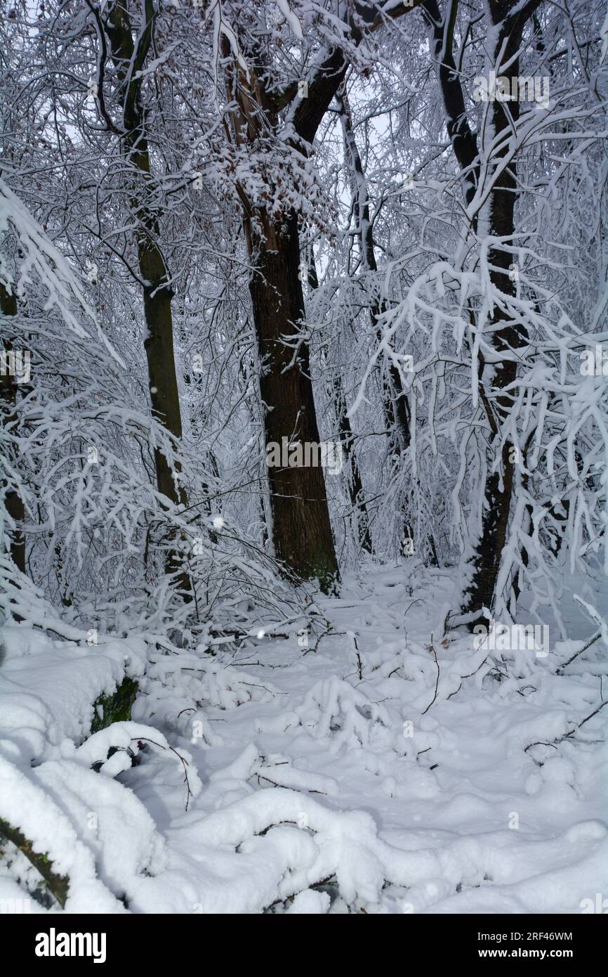A forest in winter with lots of snow Stock Photo - Alamy