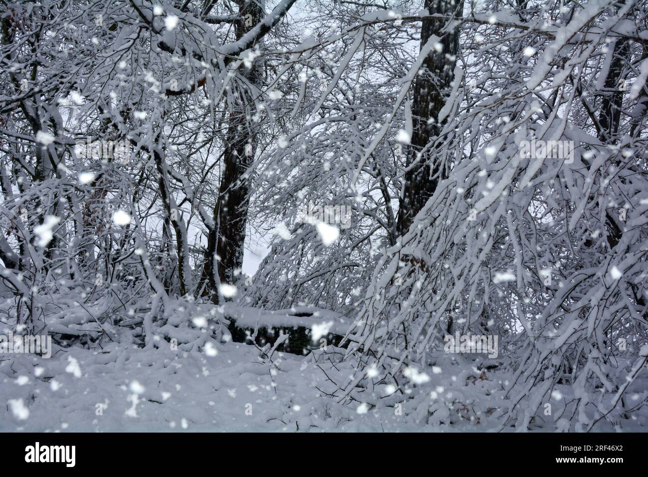 Trees in the forest in winter with a lot of snow Stock Photo - Alamy