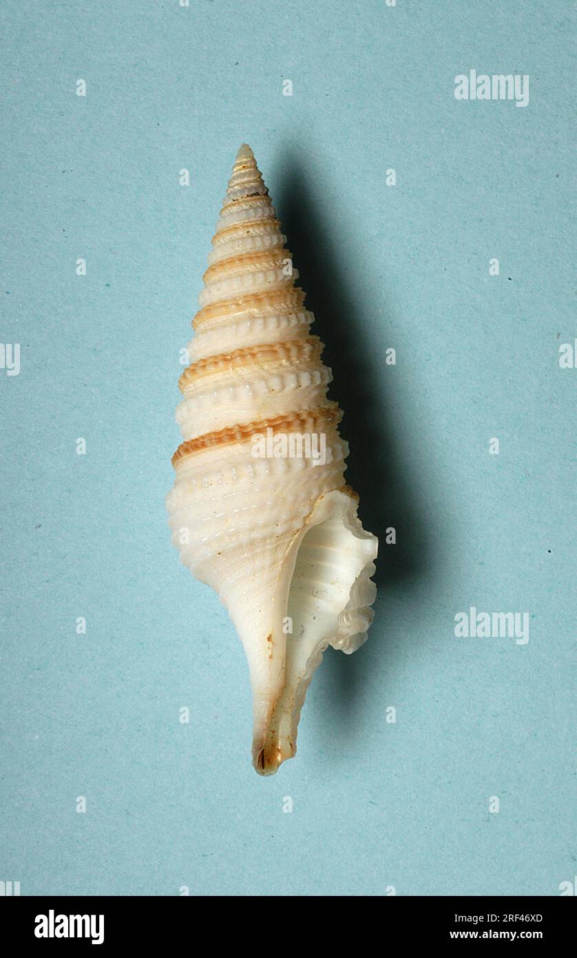 Congener hi-res stock photography and images - Alamy