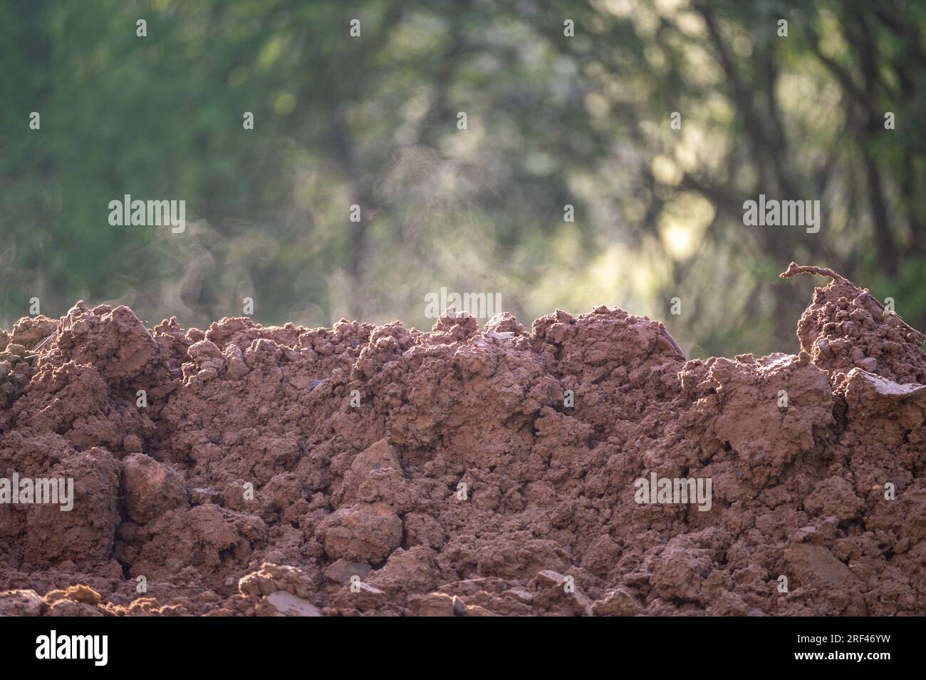 Fresh steaming earth soil in green nature Stock Photo - Alamy