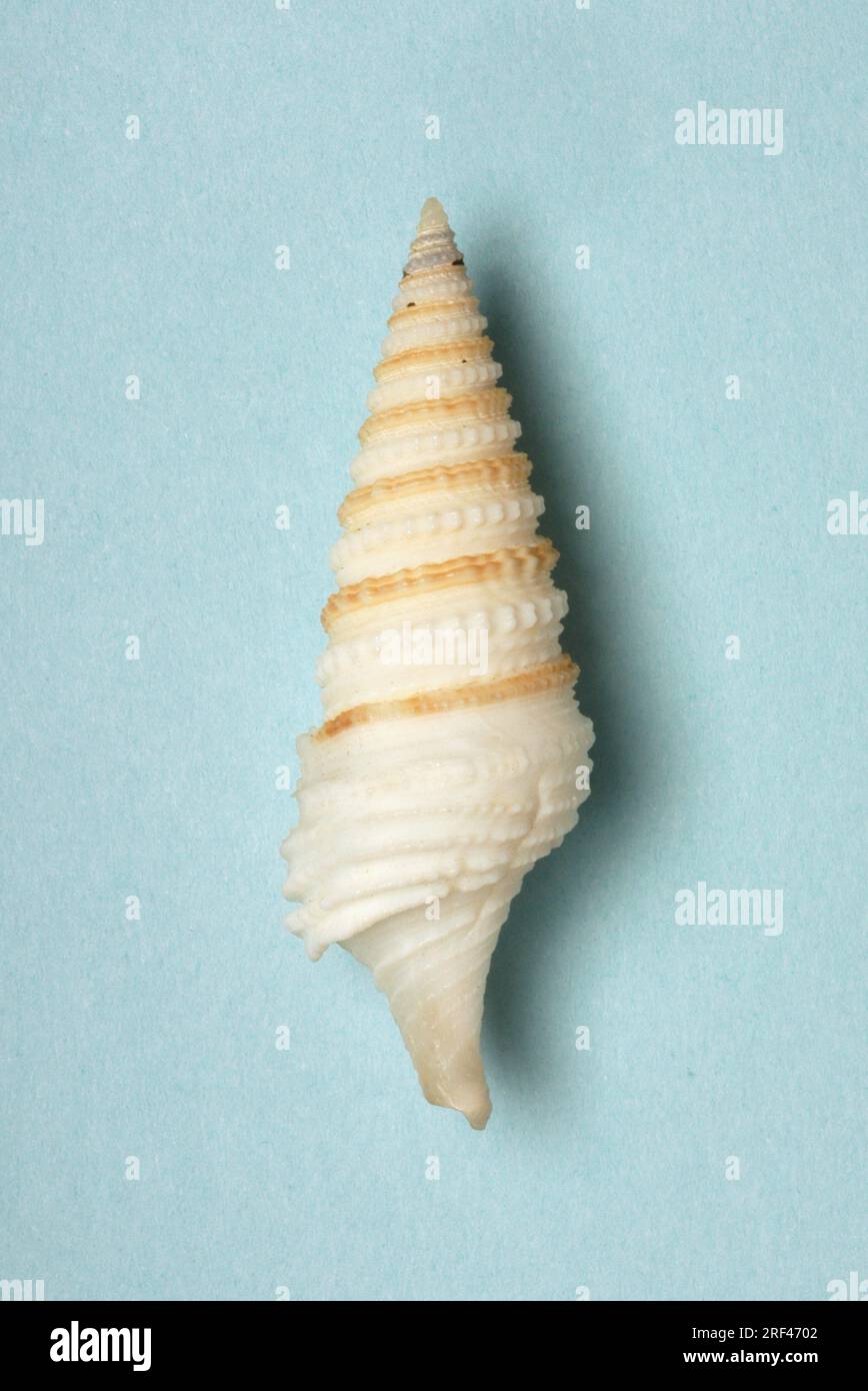 Congener hi-res stock photography and images - Alamy