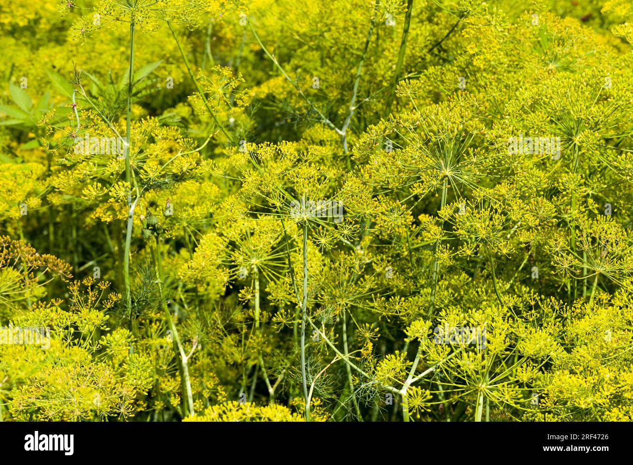 Breeding varieties hi-res stock photography and images - Alamy