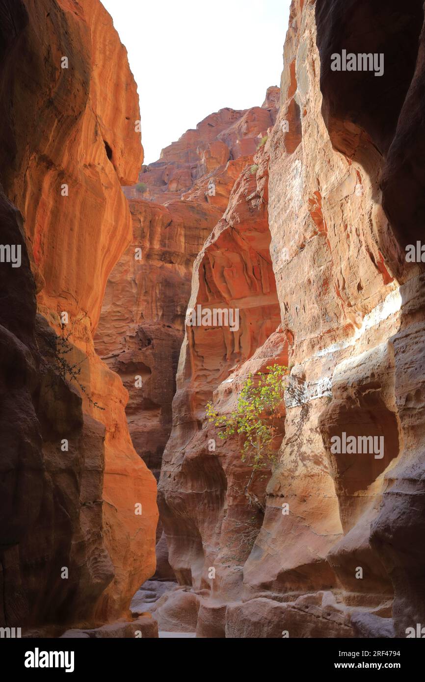 the Al-Siq, the Main Entrance Canyon to Petra, Jordan, Middle East ...