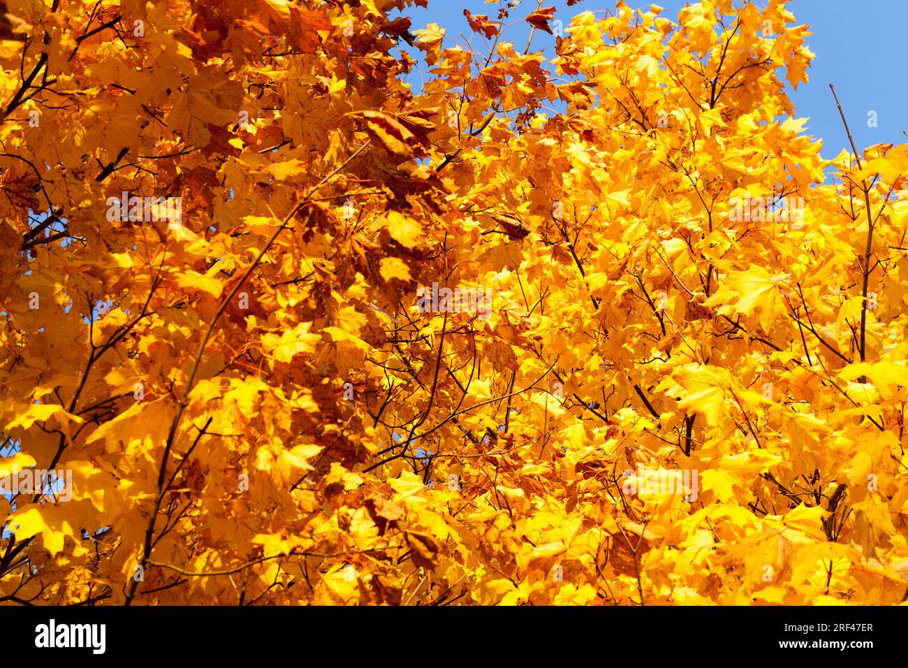 maple foliage in autumn leaf fall, maple with changing reddening leaf ...