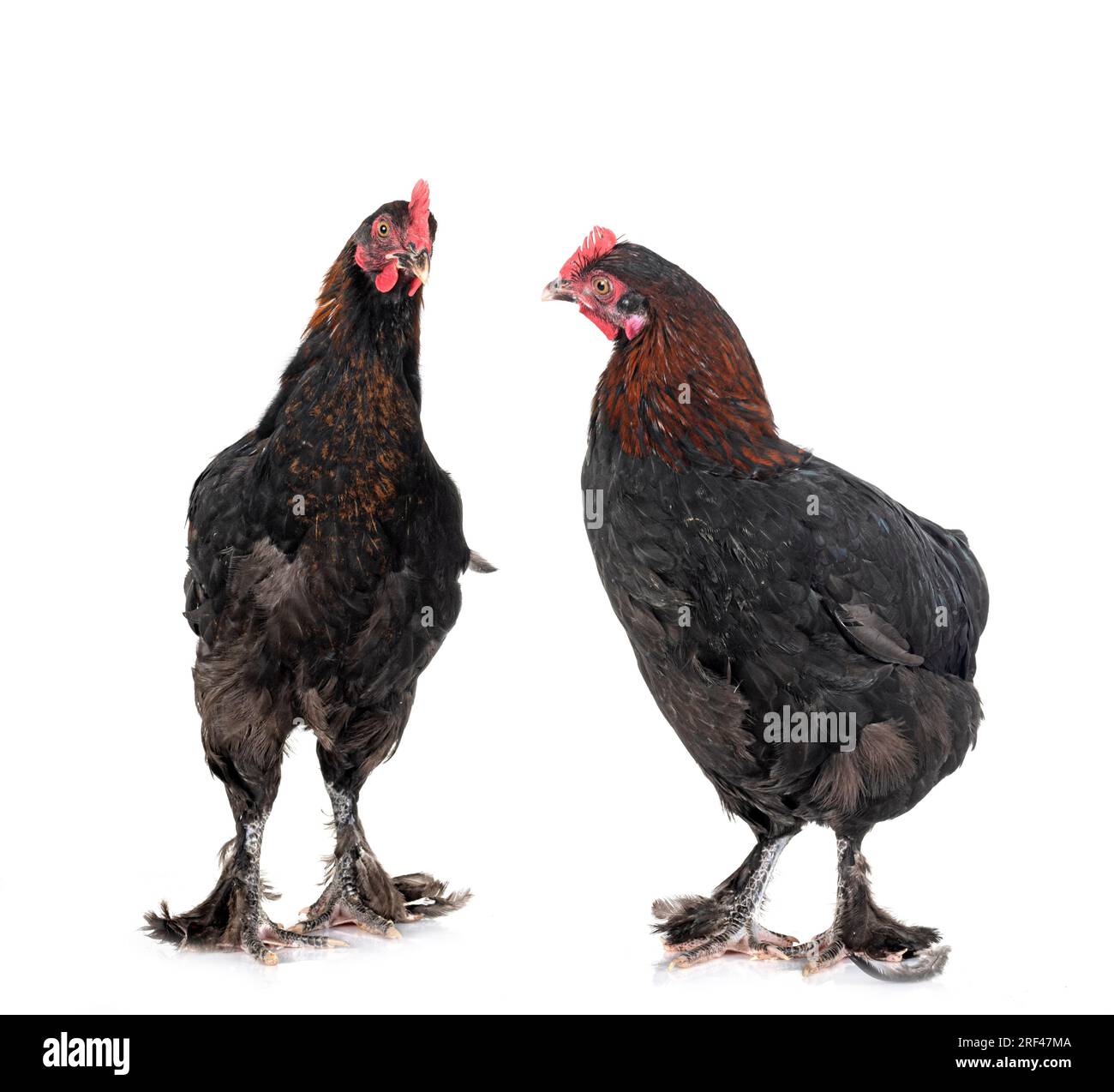 marans chicken in front of white background Stock Photo - Alamy