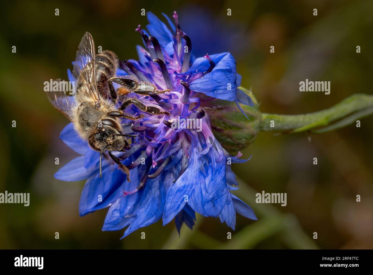 Honey Bee - Apis mellifera, common popular eusocial flying insect ...