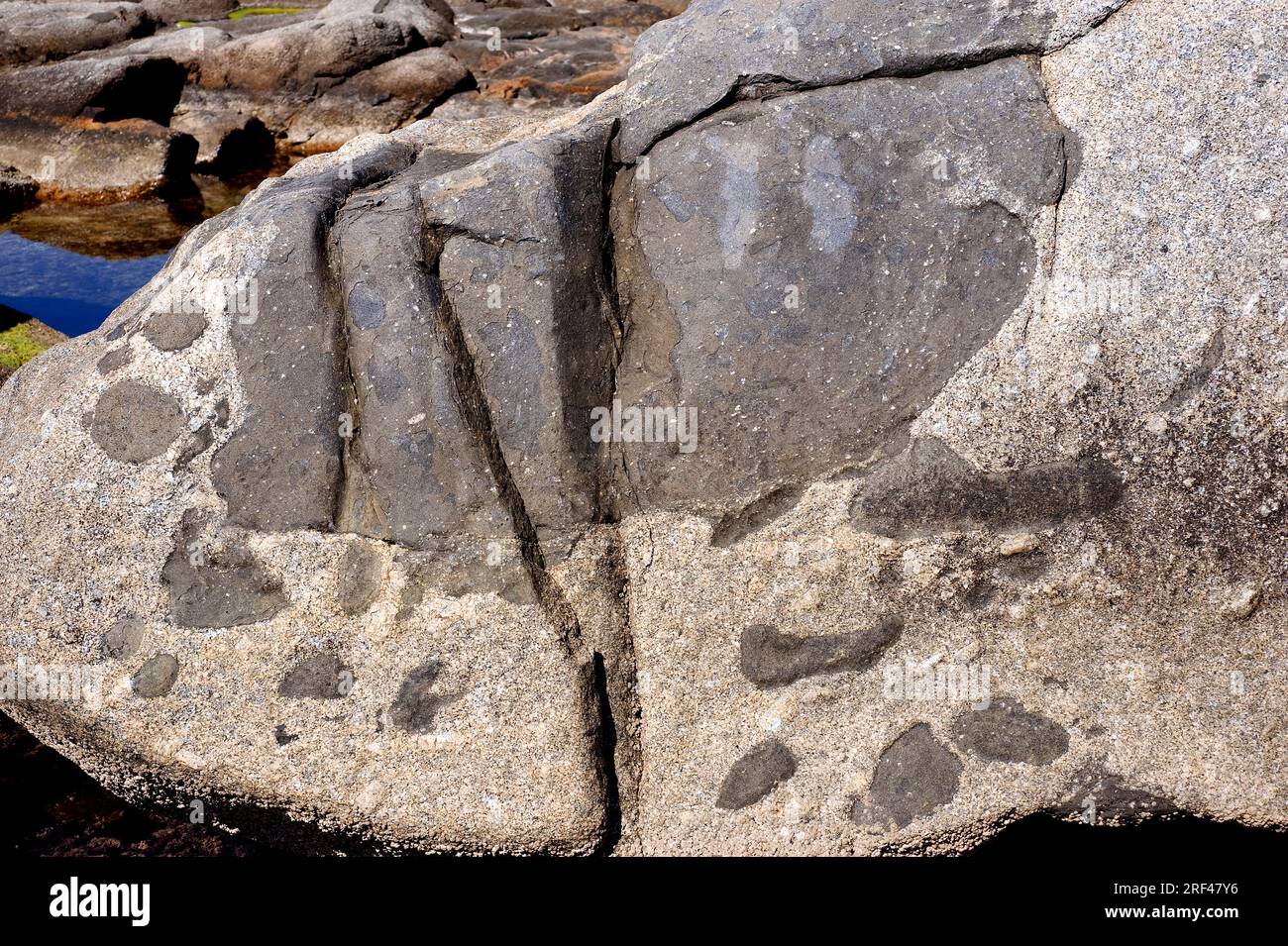 Lamprophyres xenoliths in a granite rock. Xenolith is a rock fragment ...