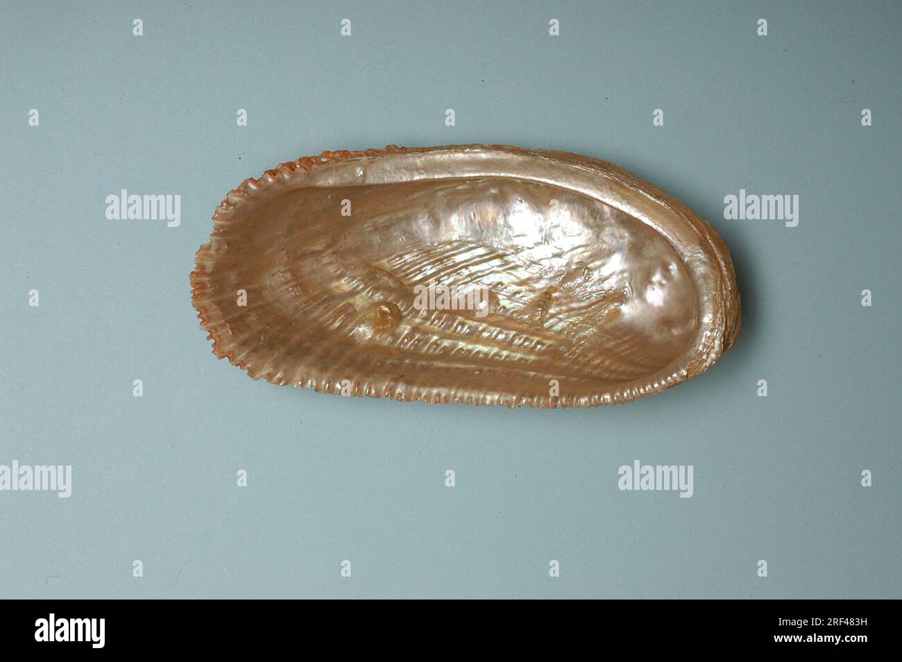 Haliotis elegans, Haliotidae Stock Photo - Alamy