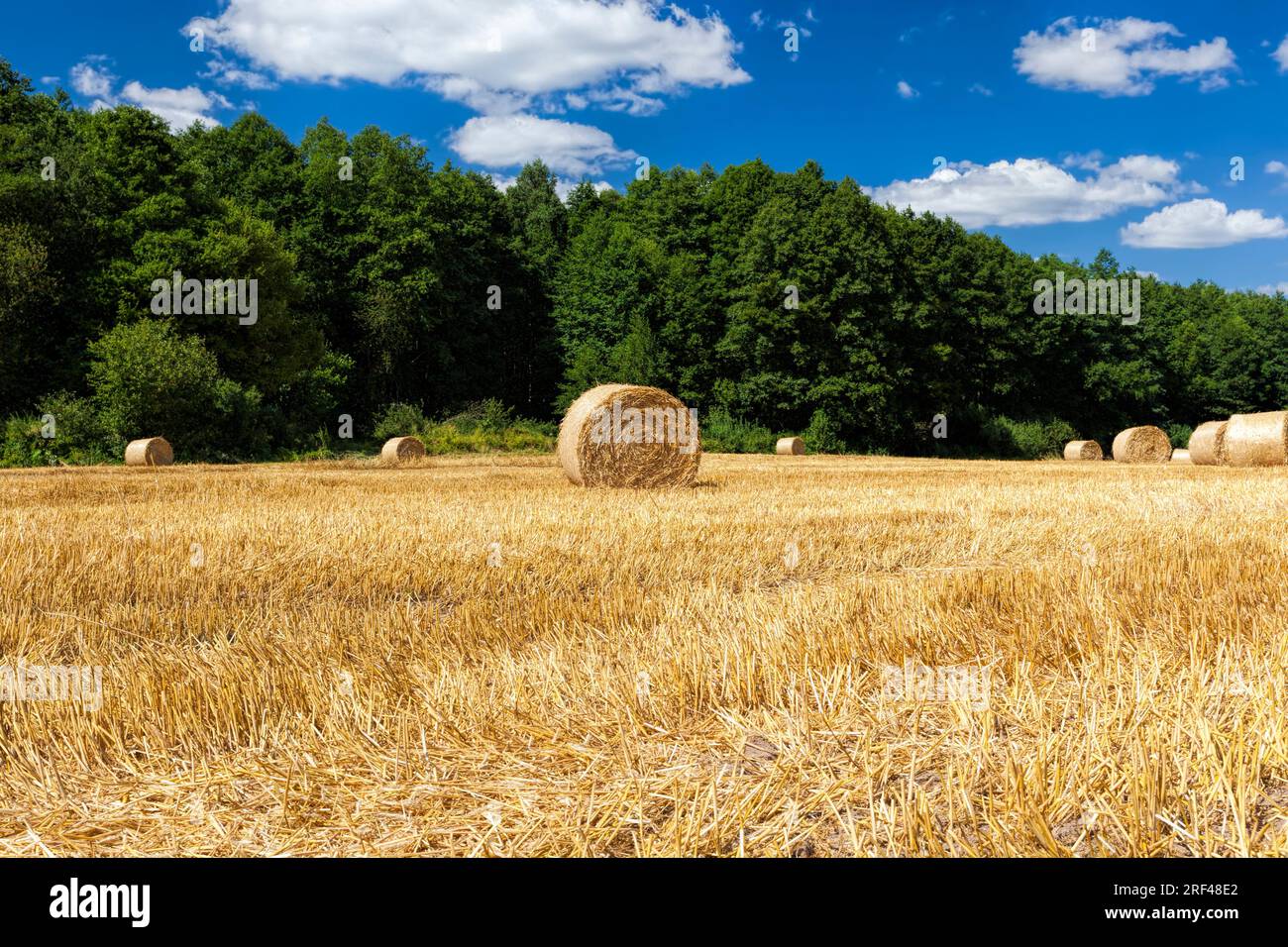 agricultural field where wheat straw is collected in stacks for use in ...