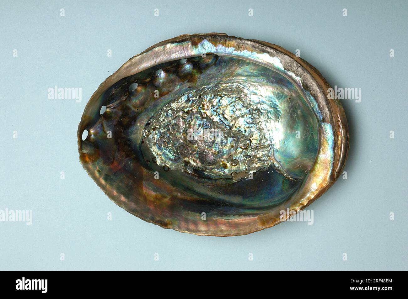 Halioitis fulgens hi-res stock photography and images - Alamy