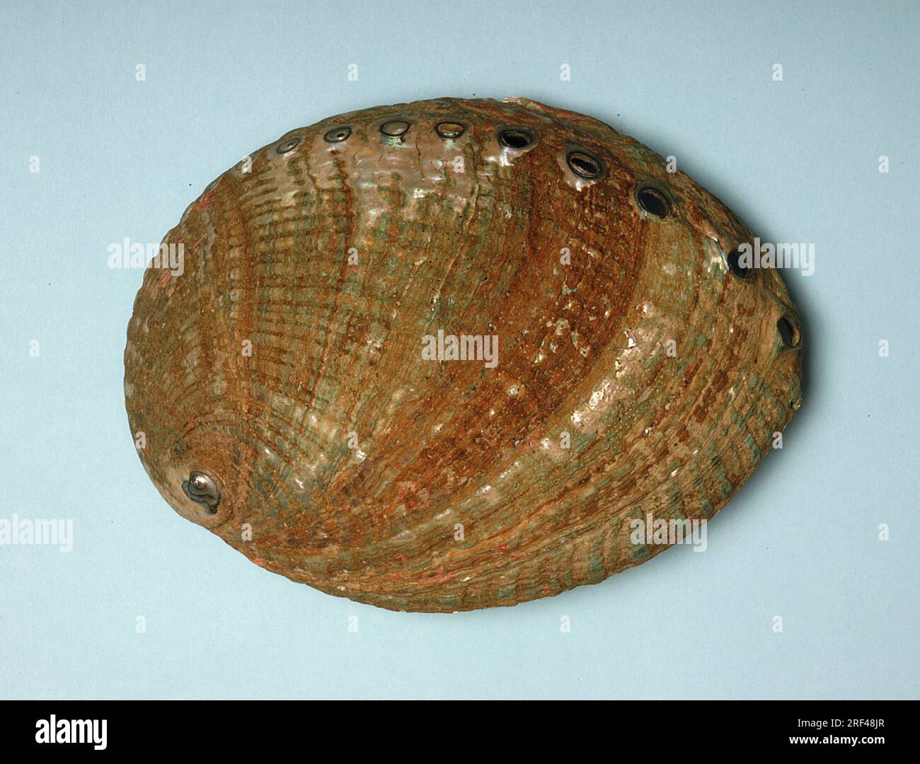 Halioitis fulgens hi-res stock photography and images - Alamy