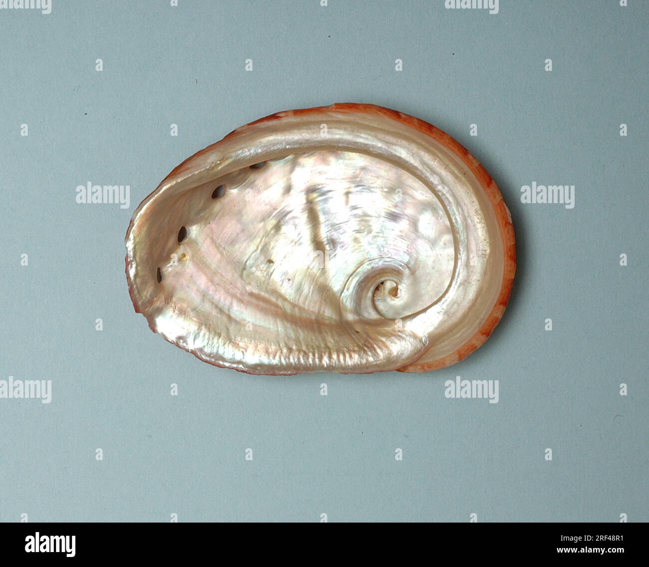 Haliotis ovina ovina hi-res stock photography and images - Alamy