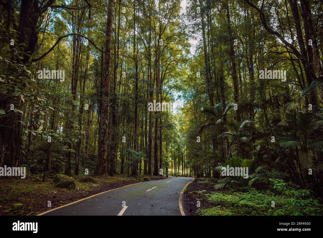 Botanic garden with wild balinese forest and road in Bali, Indonesia ...