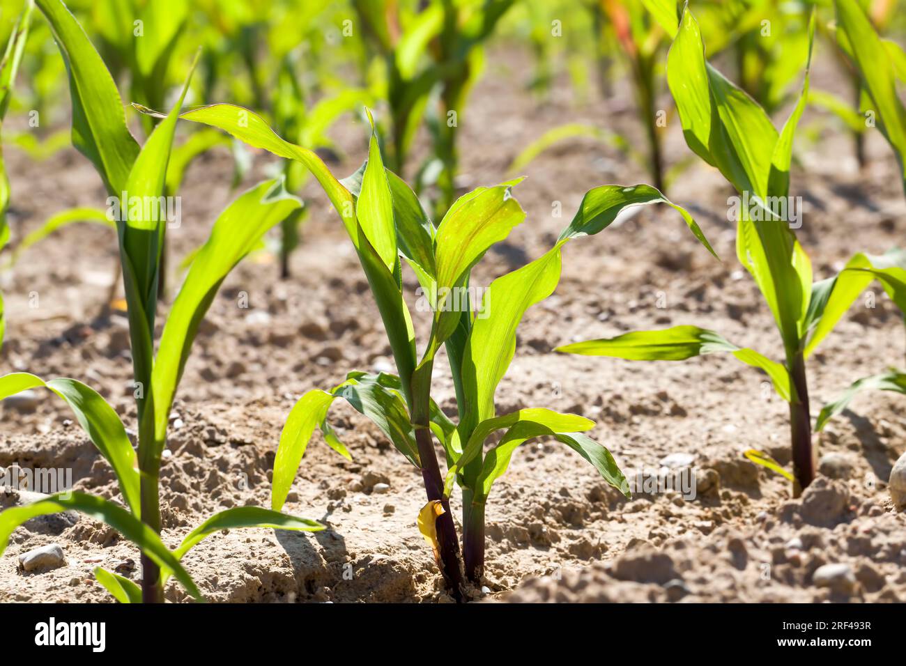 agricultural activity related to the cultivation of sweet corn, farming ...