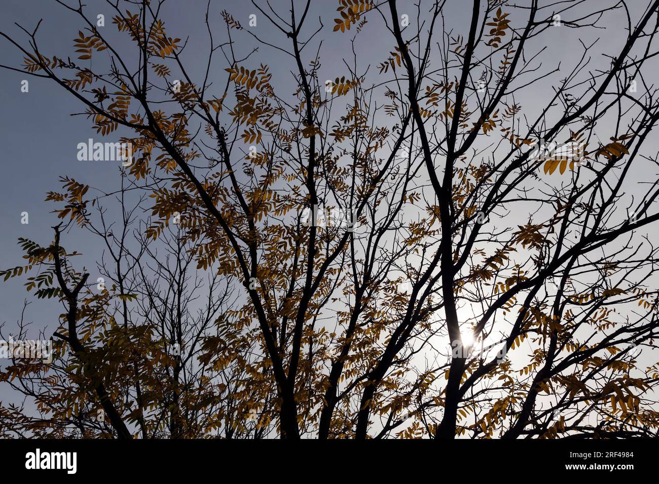 large trees photographed in close up, features and details of trees ...