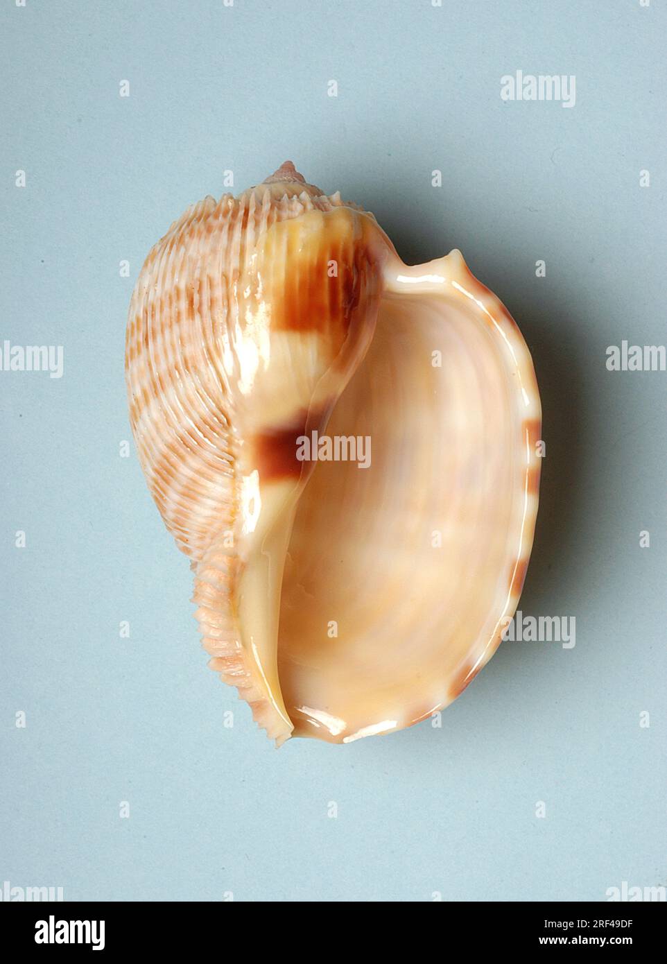 Harpa costata, Harpidae Stock Photo - Alamy
